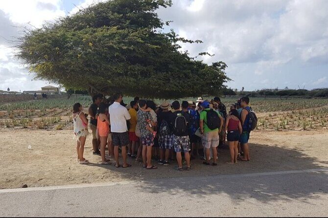 Half-Day Aruba Sightseeing Tour & Beach in an Air-condition Bus - A Detailed Look at What You’ll Experience