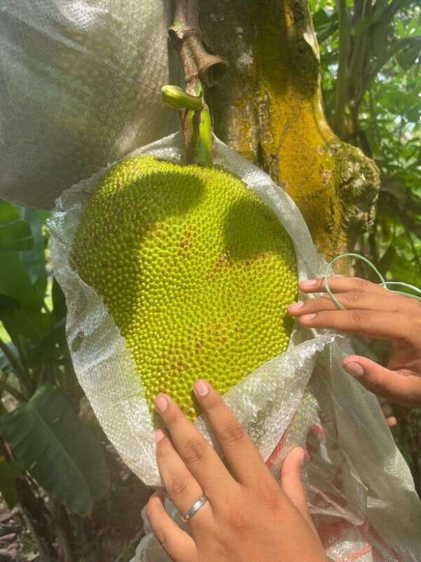 Half Day ATV Tour De Village By D'Bamboo Kamp - Practical Details & Considerations