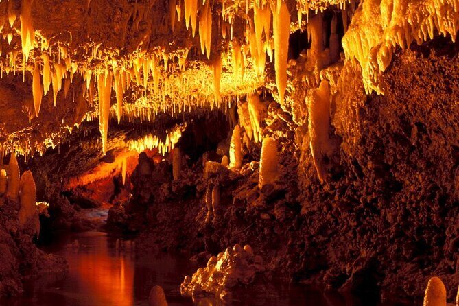 Half-Day Barbados Caves and Critters Tour with Pick Up - Exploring the Itinerary: What to Expect