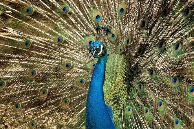 Half-Day Barbados Caves and Critters Tour with Pick Up - Inside the Experience: What Travelers Are Saying