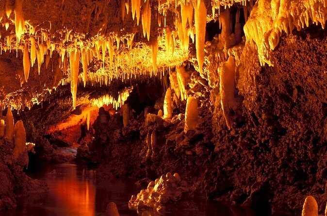Half-Day Barbados Caves and Critters Tour with Pick Up - The Bottom Line: Is This Tour Worth It?