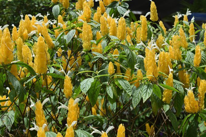 Half-Day Barbados Tour Harrisons Cave Hunte's Garden and Bathsheba - Final Thoughts