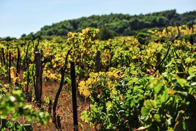 Half-Day Bike Tour in Lumbarda With Wine Tasting - Exploring Lumbarda Village and Its Vineyards