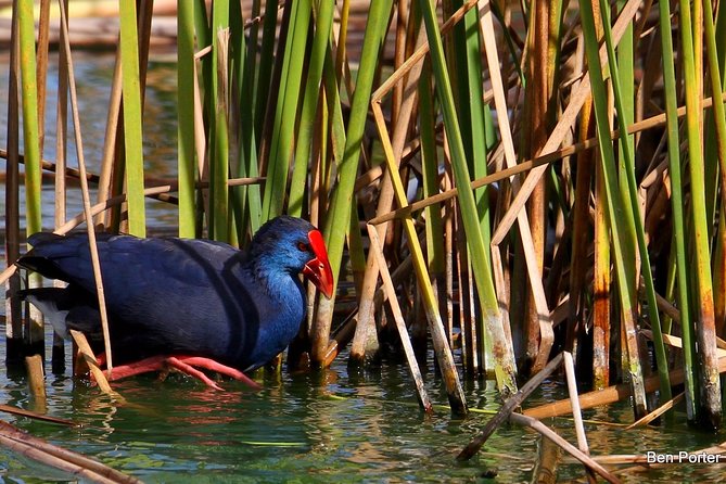Half-day birdwatching around Faro - Frequently Asked Questions (FAQs)