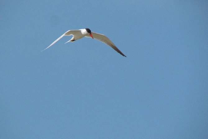 Half-day birdwatching at Alvor dunes - The Itinerary: From Dunes to Beachside Relaxation