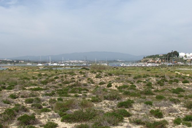 Half-day birdwatching at Alvor dunes - What to Expect Regarding Transportation, Group Size, and Price