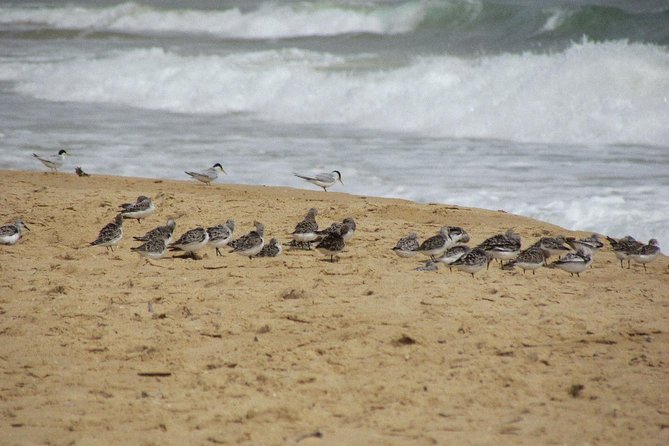 Half-day birdwatching at Alvor dunes - FAQ