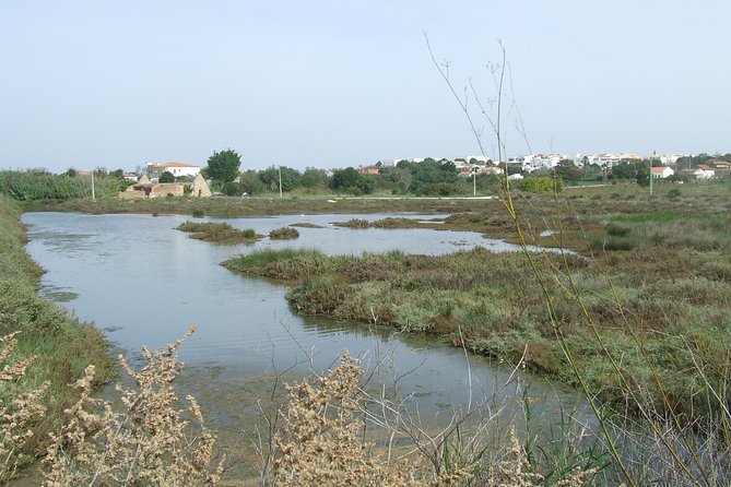 Half-day birdwatching at the Abicada marshed - An In-Depth Look at the Abicada Marsh Birdwatching Tour