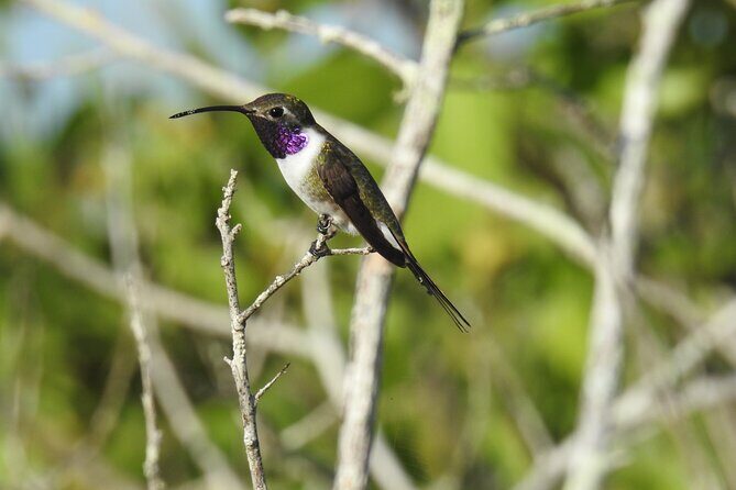 Half-Day Birdwatching Puerto Morelos - What to Expect from the Puerto Morelos Birdwatching Tour