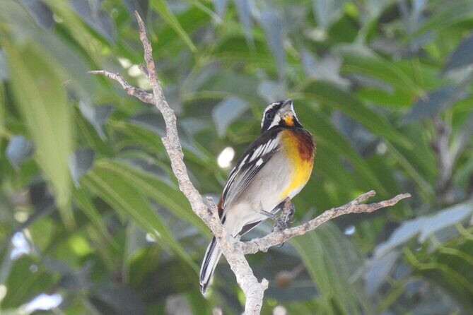 Half-Day Birdwatching Puerto Morelos - Authenticity and Review Insights