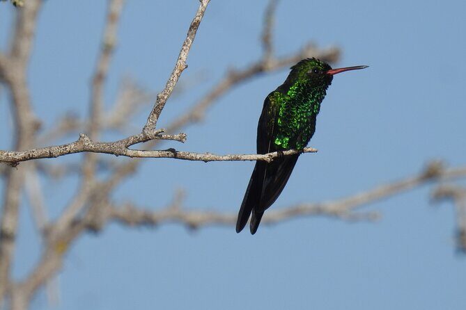 Half-Day Birdwatching Puerto Morelos - Practical Details and Tips