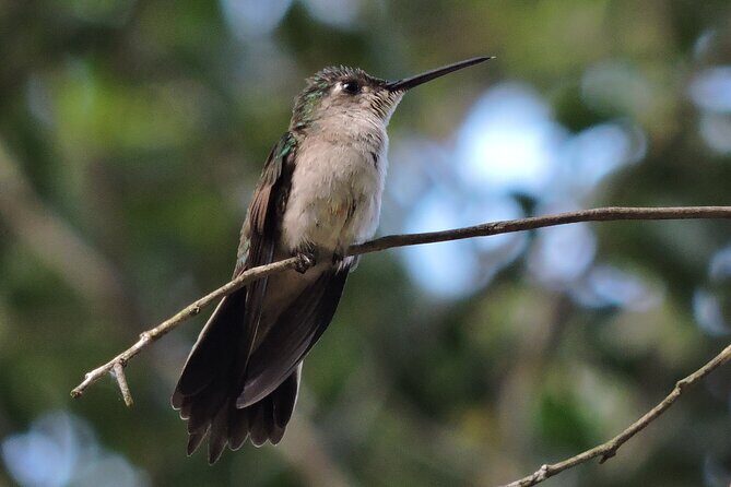 Half-Day Birdwatching Puerto Morelos - Who Will Love This Tour?