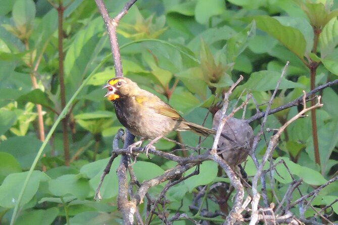 Half-Day Birdwatching Puerto Morelos - FAQs