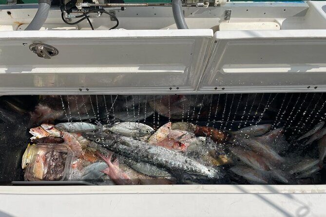 Half Day Bottom Fishing Private Charter - The Setup: What to Expect from the Tour