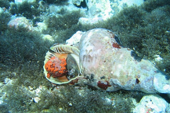 Half day Catamaran Morning Cruise in Kleftiko - In The Sum Up
