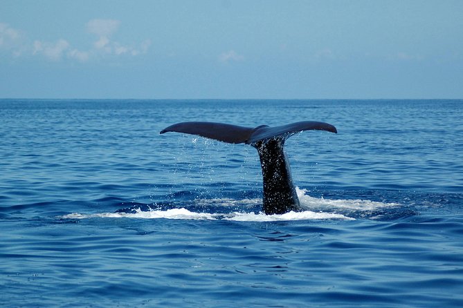 Half-day Catamaran Trip from Funchal - Why This Tour Is Worth Considering