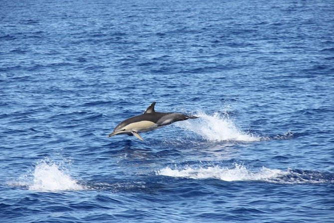 Half-day Catamaran Trip from Funchal - FAQ