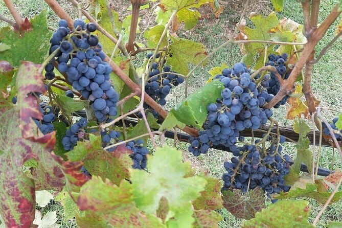 HALF-DAY: Chianti Classic Tour with Wine Experience & visit of San Gimignano - Who Will Enjoy This Tour?