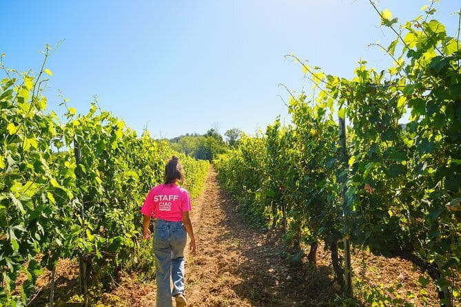 Half day Chianti Vineyard Escape from Florence with Wine Tastings - The Real Value of This Tour