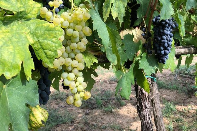 Half Day Chianti Wine Tour With Private Luxury Van - Booking and Cancellation Policy