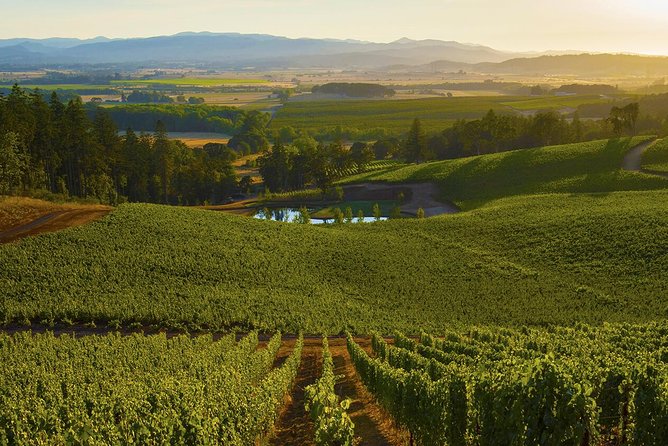 Half Day Chianti Wine Tour With Private Luxury Van - Discovering Family-Run Wineries