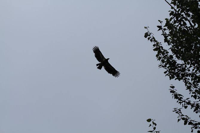 Half-Day Chilkat Bald Eagle Preserve Float Tour - Transportation, Pricing, and Practical Details