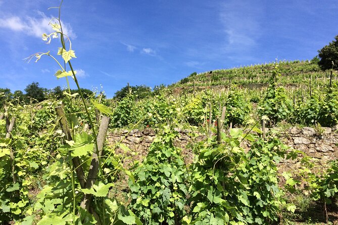 Half-Day Cotes du Rhone Private Wine Tour from Lyon - FAQs