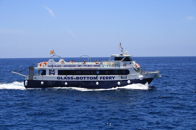 Half-Day Cruise Tour-Dolphin and Whale Watching - Customer Experiences