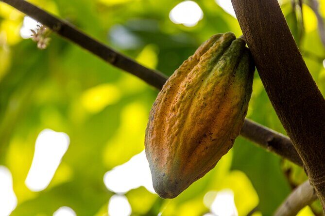 Half-day cultural city tour from Punta Cana for small groups - Final Thoughts: Who Is This Tour For?