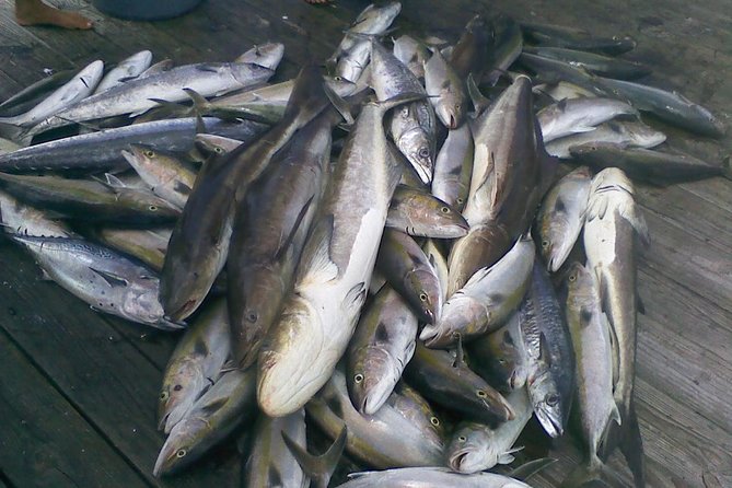 Half-Day Deep-Sea Fishing at Riviera Beach - Who Should Book This Tour?