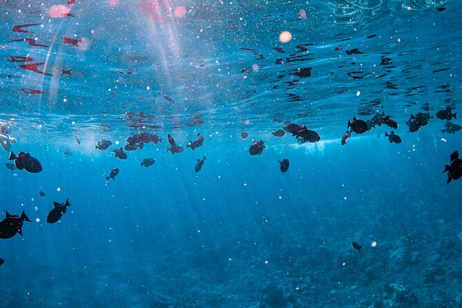 Half-Day Deluxe Molokini Snorkel Excursion in Maui - Meeting and Pickup Information