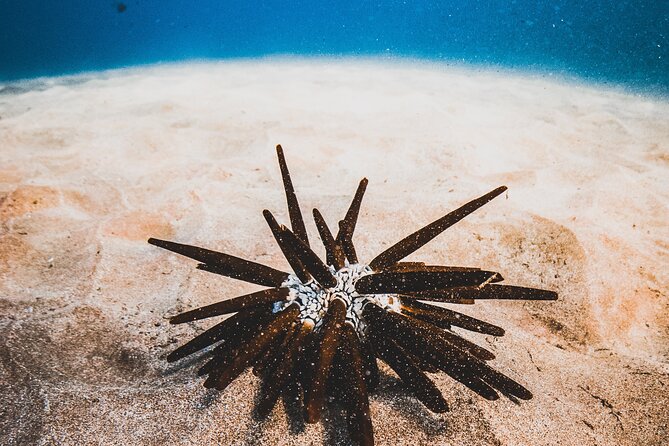 Half-Day Deluxe Molokini Snorkel Excursion in Maui - Accessibility and Safety Considerations