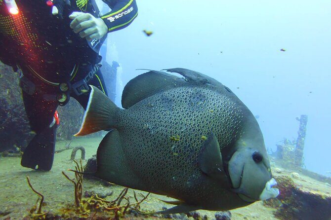 Half Day Dive Trip to the Cozumel reef - Key Points