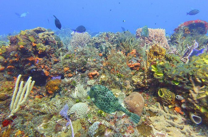 Half Day Dive Trip to the Cozumel reef - The Sum Up
