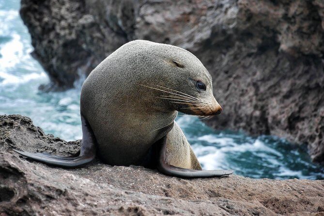 Half Day Dolphin Watching Cruise (Departing from Rotorua) - A Closer Look at the Experience