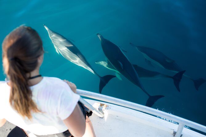 Half Day Dolphin & Wildlife Cruise - Tauranga - An In-Depth Look at the Experience