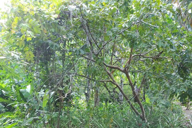 Half day Dominican Safari Experience ... / Half day Safari Excursion - FAQs