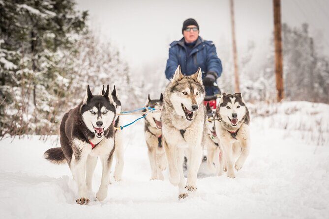 Half Day "Drive Your Own Dog Team" Dog Sledding Tour - The Details That Matter