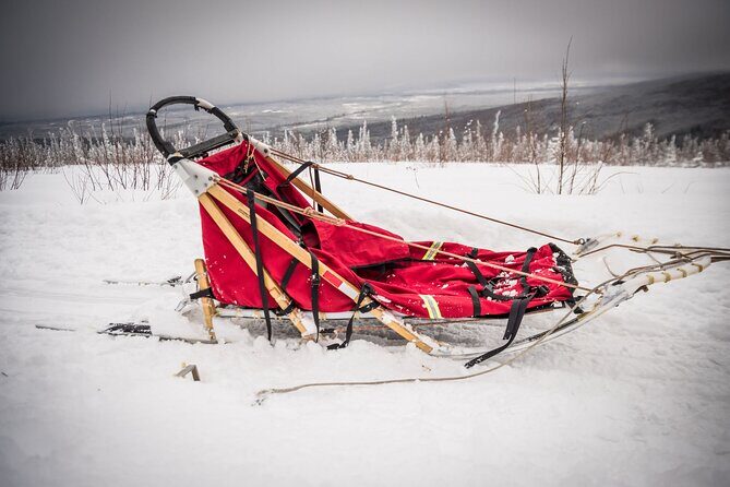 Half Day "Drive Your Own Dog Team" Dog Sledding Tour - Who Should Consider This Tour?