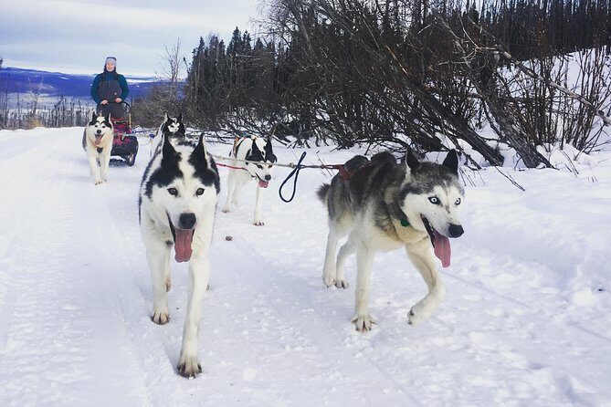 Half Day "Drive Your Own Dog Team" Dog Sledding Tour - The Sum Up