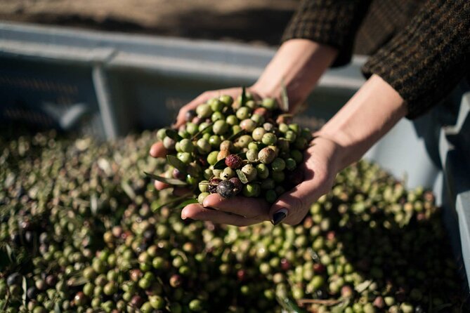 Half-day e-bike tour through the most unknown villages of Mallorca - What Travelers Say