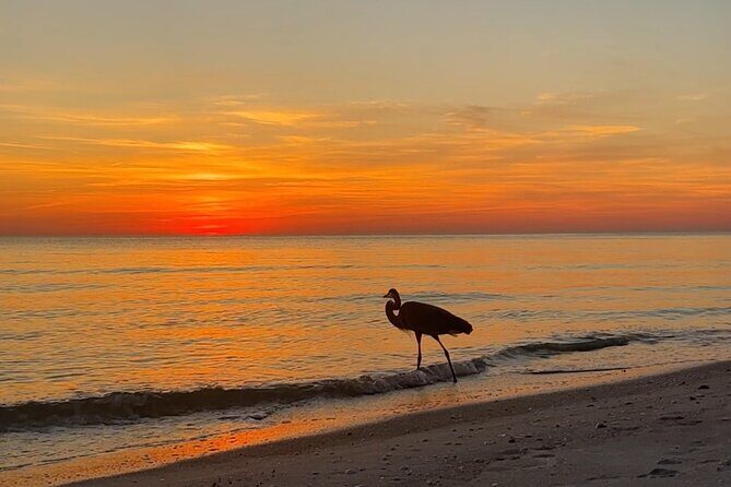 Half Day Eco and Dolphin Boat Tour in Siesta Key - The Price and Its Value