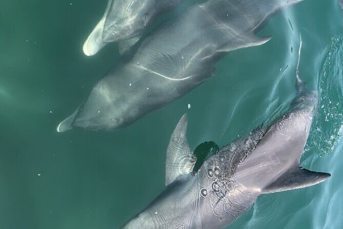 Half Day Eco and Dolphin Boat Tour in Siesta Key - Who Will Love This Tour?