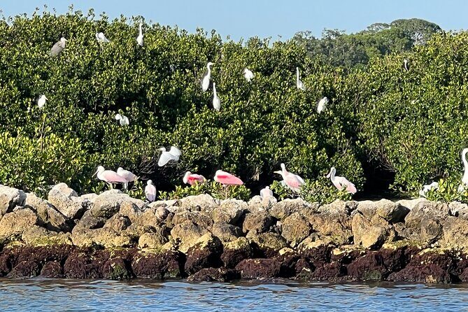 Half Day Eco and Dolphin Boat Tour in Siesta Key - FAQ