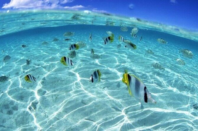 Half day Eco Snorkeling small group Tour in Bora Bora - The Sum Up