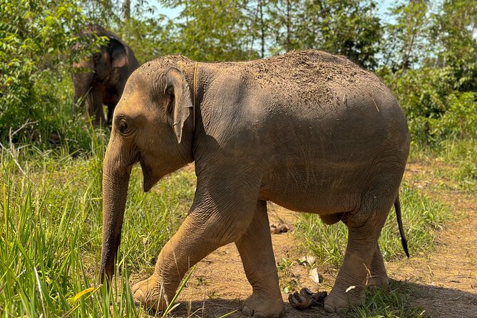 Half Day Elephant Home Sanctuary in Samui - Practical Details: What You Need to Know