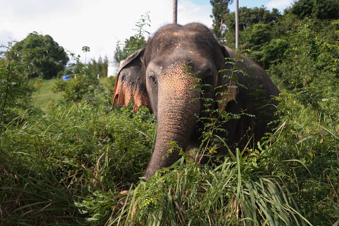 Half Day Elephant Home Sanctuary in Samui - Final Thoughts: Who Will Love This Tour?