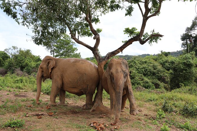 Half Day Elephant Home Sanctuary in Samui - Frequently Asked Questions