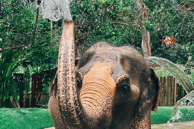 Half Day Elephant Home Sanctuary in Samui - Final Words
