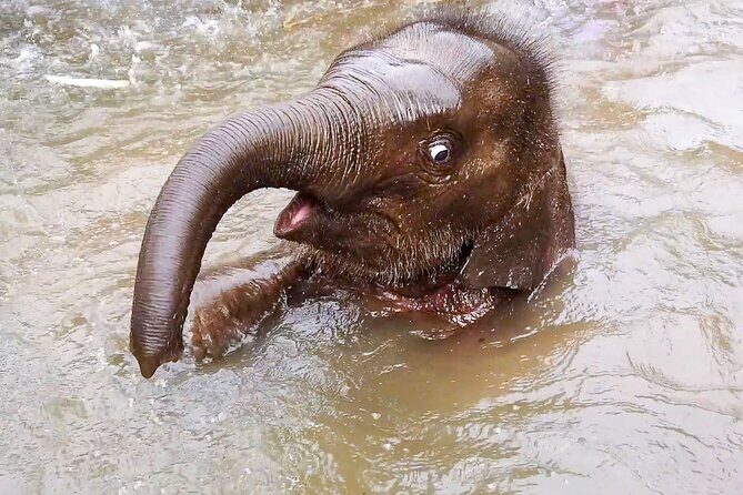 Half Day: Elephant Village Sanctuary - Introducing the Elephant Village Sanctuary Tour: An Authentic Family-Run Experience